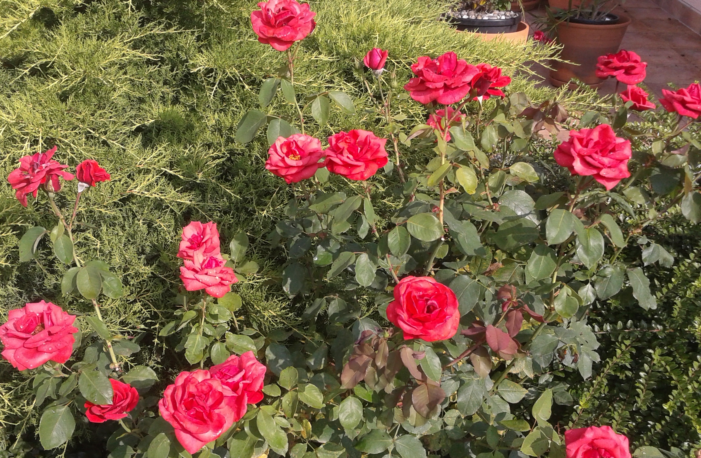 Dúsan virágzó, egészséges rózsa bokor - Kedvenc kertcentrum