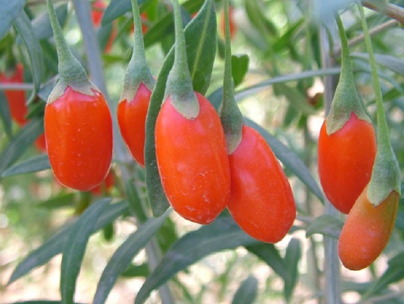 Goji bogyó - Kedvenc kertcentrum