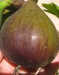 Pedro füge - Kedvenc kertcentrum